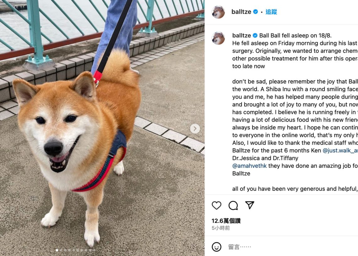 慟》Bonk迷因「小廢柴」Balltze 手術中長眠，網集氣馬斯克探望狗狗幣本柴 | 動區動趨-最具影響力的區塊鏈新聞媒體