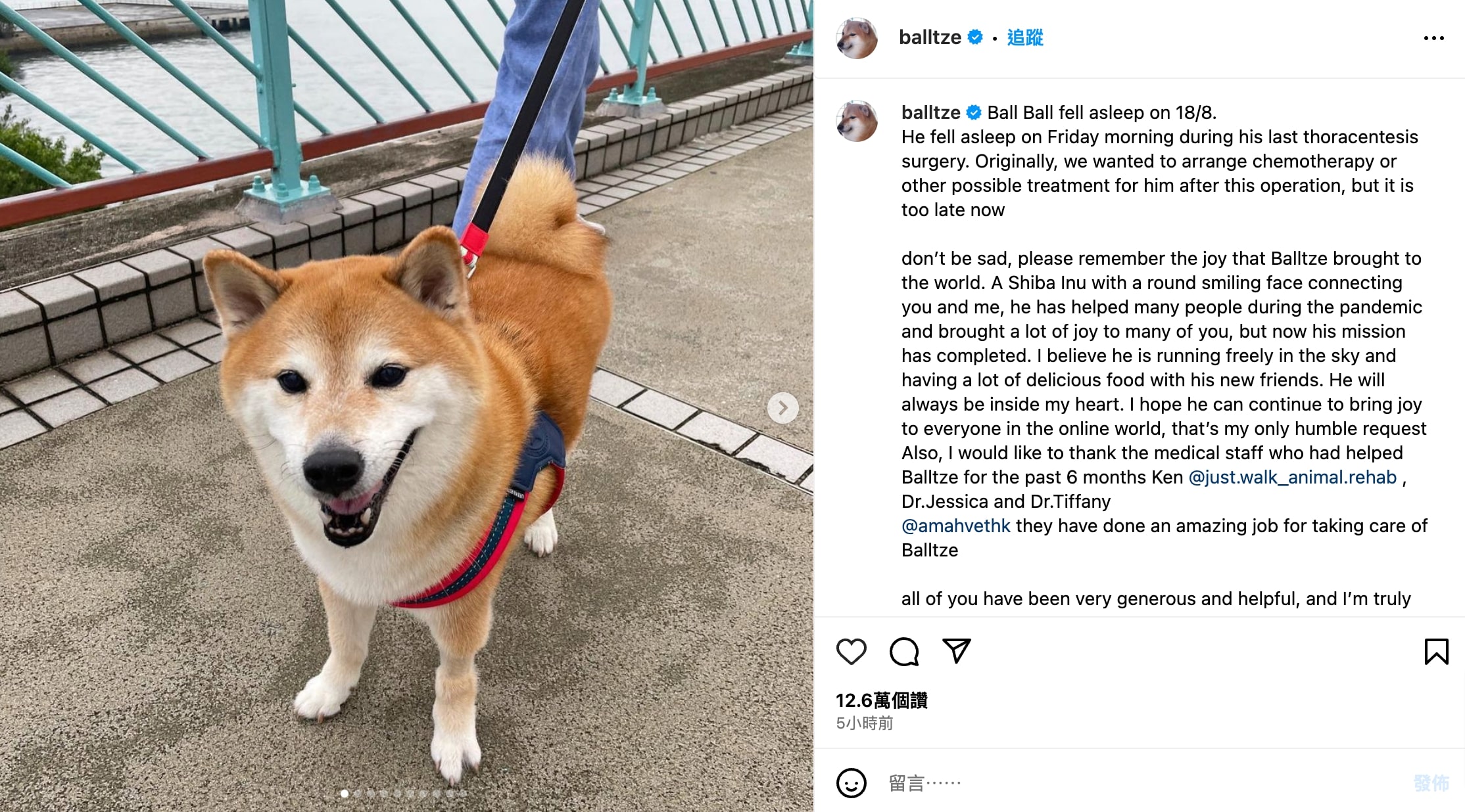 慟》Bonk迷因「小廢柴」Balltze 手術中長眠，網集氣馬斯克探望狗狗幣本柴 | 動區動趨-最具影響力的區塊鏈新聞媒體